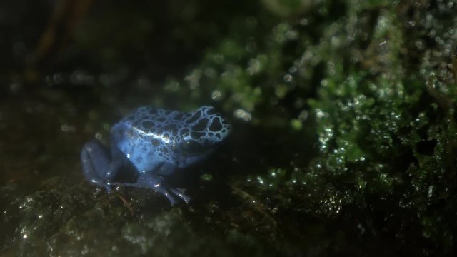 Dendrobate Images – Browse 2,807 Stock Photos, Vectors, and Video ...