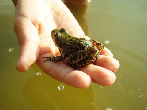 「Frog-Wah」の写真素材 | 4件の無料イラスト画像 | Adobe Stock