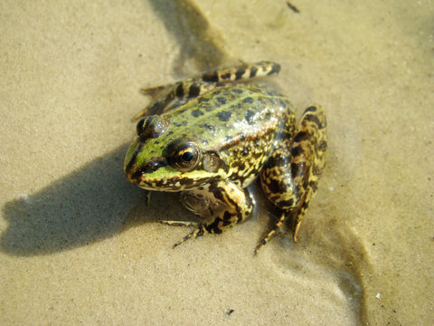 Imágenes de Frog-Wah: descubre bancos de fotos, ilustraciones, vectores ...