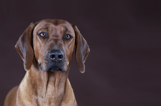 17,858 件の最適な Ridgeback 画像、ストック写真、ベクター | Adobe Stock