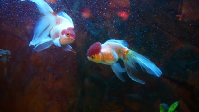 Oranda Images – Parcourir 9,070 le catalogue de photos, vecteurs et ...