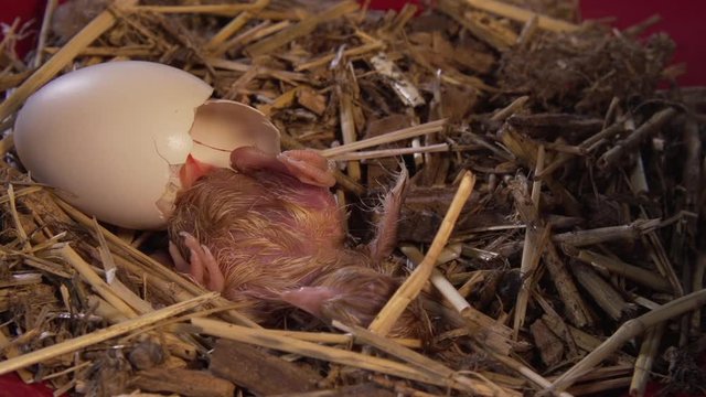 Chicken Hatching Images – Browse 26,999 Stock Photos, Vectors, and ...