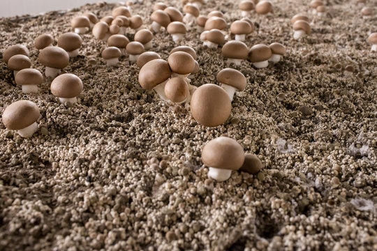 Champignons Billeder – Gennemse 174,925 stockfotos, vektorer og videoer ...