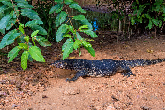 รูปภาพWaran – เลือกดูภาพถ่ายสต็อก เวกเตอร์ และวิดีโอ2,114 | Adobe Stock