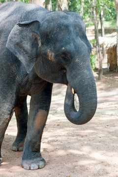 「Kottoor」の写真素材 | 5件の無料イラスト画像 | Adobe Stock