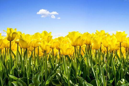 Gelbe bilder – Bläddra bland 32,612 stockfoton, vektorer och videor ...