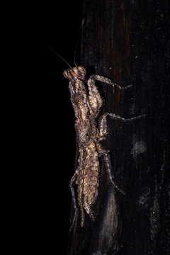 Tarachodes Images – Browse 50 Stock Photos, Vectors, and Video | Adobe ...