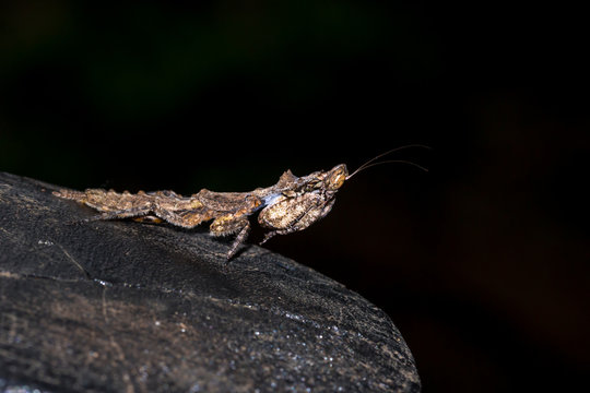 Tarachodes Images – Browse 50 Stock Photos, Vectors, and Video | Adobe ...