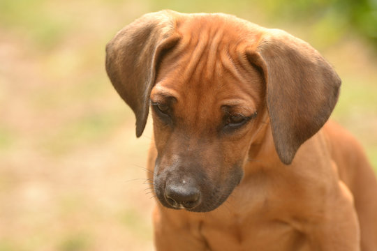 Rhodesian-Ridgeback Bilder – Durchsuchen 6 Archivfotos, Vektorgrafiken ...