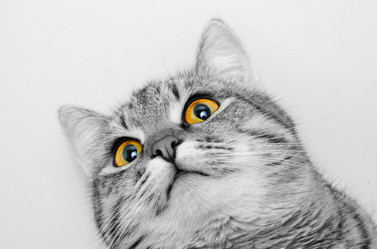 Cat-Face Images – Browse 37 Stock Photos, Vectors, and Video | Adobe Stock