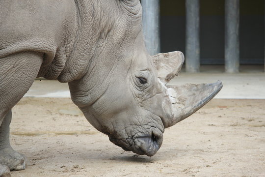 รูปภาพNashorn – เลือกดูภาพถ่ายสต็อก เวกเตอร์ และวิดีโอ7,825 | Adobe Stock