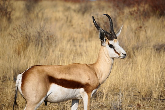 「Springbock」の画像 - 1,656 件の Stock 写真、ベクターおよびビデオ | Adobe Stock