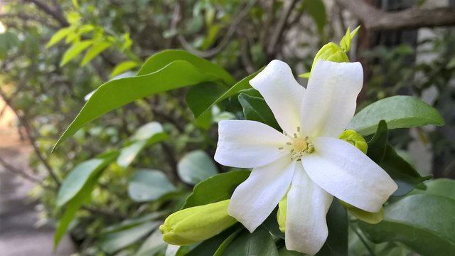 "Murraya Paniculata" Images – Browse 1,523 Stock Photos, Vectors, and ...