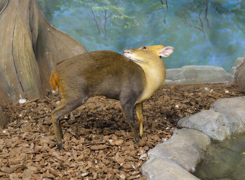 Vaalribbok Images – Browse 3 Stock Photos, Vectors, and Video | Adobe Stock