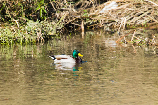 Ducka Images – Browse 10 Stock Photos, Vectors, and Video | Adobe Stock