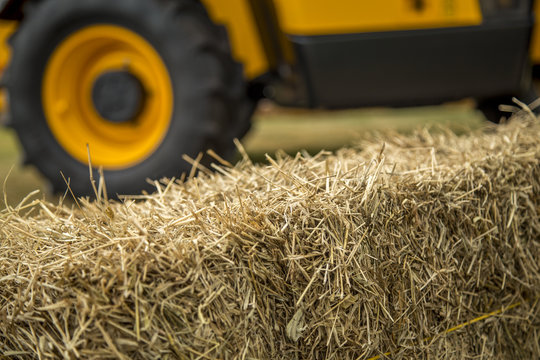 245 BEST Feno IMAGES, STOCK PHOTOS & VECTORS | Adobe Stock