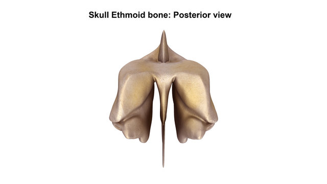 Ethmoidale Images – Browse 4 Stock Photos, Vectors, and Video | Adobe Stock