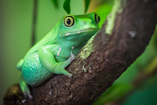 รูปภาพPhyllomedusa – เลือกดูภาพถ่ายสต็อก เวกเตอร์ และวิดีโอ999 | Adobe ...