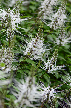 Seleukia-Ktesiphon Bilder – Durchsuchen 18 Archivfotos, Vektorgrafiken ...