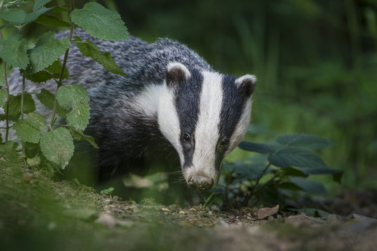 "Musteline Mammal" Bilder – Durchsuchen 5,861 Archivfotos ...