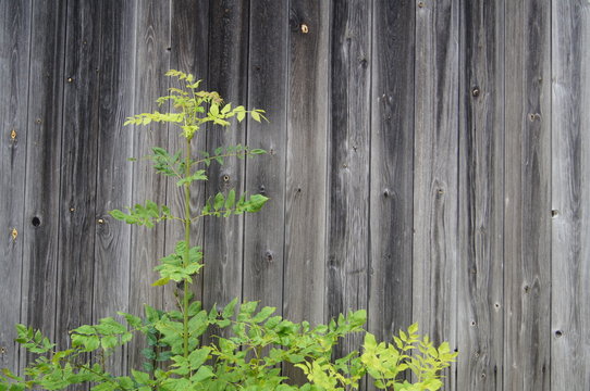 รูปภาพPlanze – เลือกดูภาพถ่ายสต็อก เวกเตอร์ และวิดีโอ1,579 | Adobe Stock