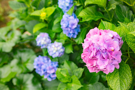 Aisai Images – Browse 23 Stock Photos, Vectors, and Video | Adobe Stock