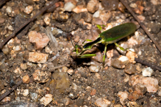 Tarachodes Images – Browse 50 Stock Photos, Vectors, and Video | Adobe ...