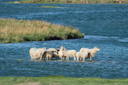 "Sheep In Water" Images – Browse 17 Stock Photos, Vectors, and Video ...