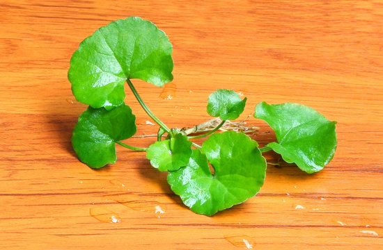 670 BEST Thankuni IMAGES, STOCK PHOTOS & VECTORS | Adobe Stock