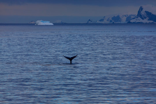 「Seiwal」の写真素材 | 17件の無料イラスト画像 | Adobe Stock