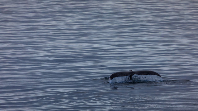 「Seiwal」の写真素材 | 17件の無料イラスト画像 | Adobe Stock