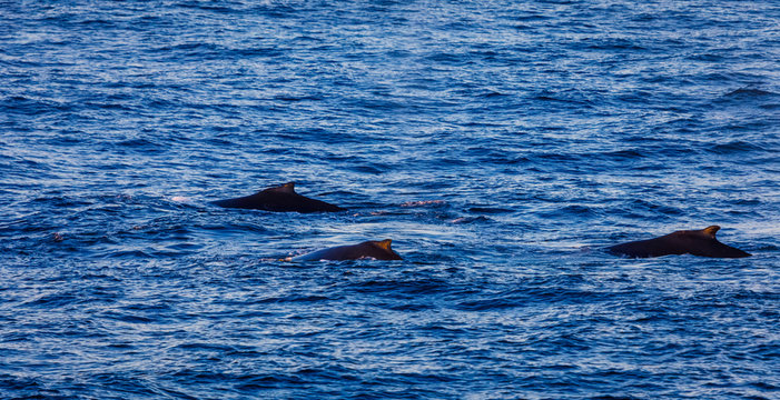 「Seiwal」の写真素材 | 17件の無料イラスト画像 | Adobe Stock