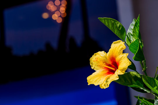 ハワイ 観光 Images – Browse 7,197 Stock Photos, Vectors, and Video | Adobe Stock