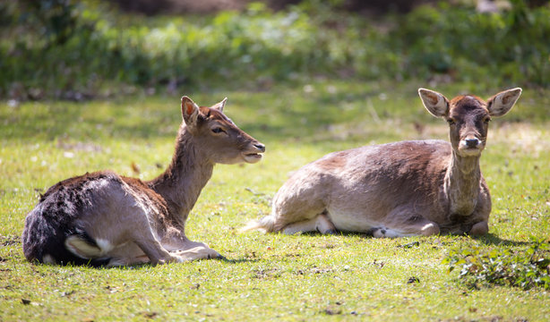 รูปภาพDamhirsche – เลือกดูภาพถ่ายสต็อก เวกเตอร์ และวิดีโอ411 | Adobe Stock