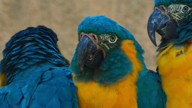 "Blue-Throated Macaw" Images – Browse 437 Stock Photos, Vectors, and ...
