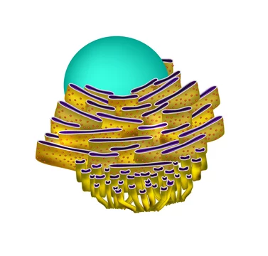 Endoplasmic Reticulum Clipart