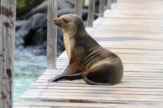 「Seerobbe」の画像 - 287 件の Stock 写真、ベクターおよびビデオ | Adobe Stock