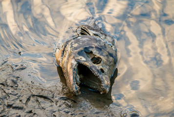 "rotten Fish" photos, royalty-free images, graphics, vectors & videos ...