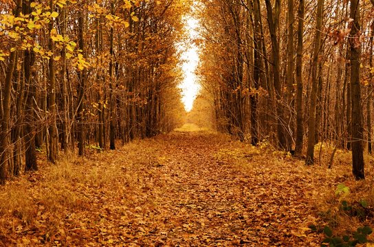 「Herbstbild」の写真素材 | 984件の無料イラスト画像 | Adobe Stock