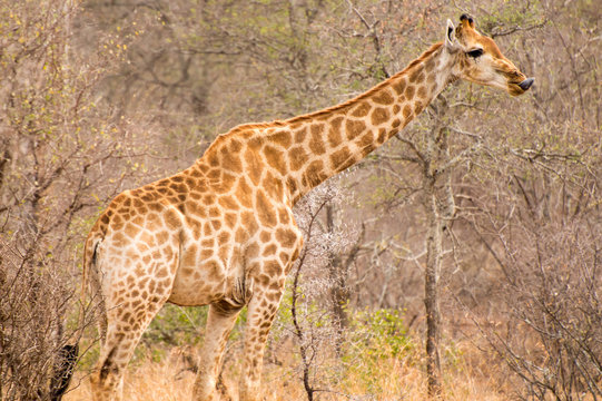 Girraffe Bilder – Durchsuchen 119 Archivfotos, Vektorgrafiken und ...