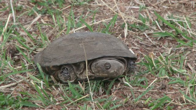 Terrapin Images – Browse 19,475 Stock Photos, Vectors, and Video ...