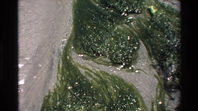 Thallophyte Images – Browse 38 Stock Photos, Vectors, and Video | Adobe ...