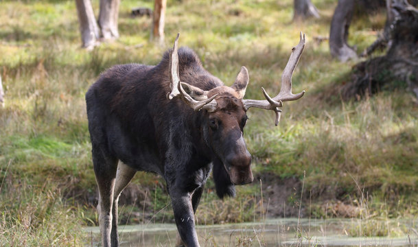 Orignal bilder – Bläddra bland 1,331 stockfoton, vektorer och videor ...
