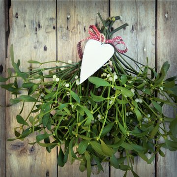 「Misteln」の写真素材 | 1,403件の無料イラスト画像 | Adobe Stock