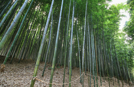 Damyang-Gun Images – Browse 41 Stock Photos, Vectors, and Video | Adobe ...