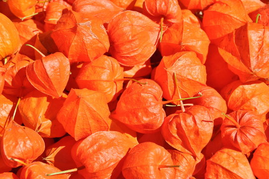 Orange-Rote Images – Browse 66 Stock Photos, Vectors, and Video | Adobe ...