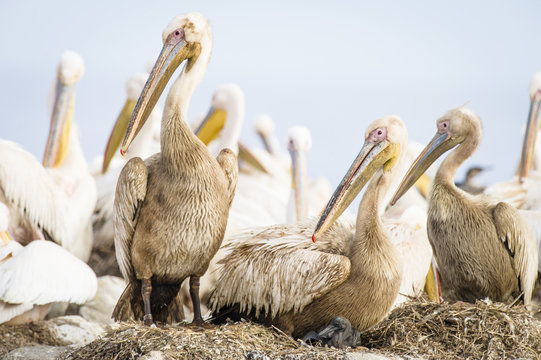 Breeding Images – Browse 2,339,286 Stock Photos, Vectors, and Video ...