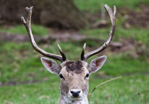 Daino Images – Browse 2,965 Stock Photos, Vectors, and Video | Adobe Stock