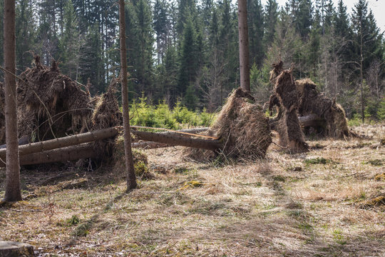 "Destroyed Forest" Images – Browse 794 Stock Photos, Vectors, and Video ...