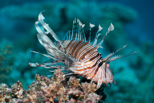 Feuerfische Images – Parcourir 370 le catalogue de photos, vecteurs et ...